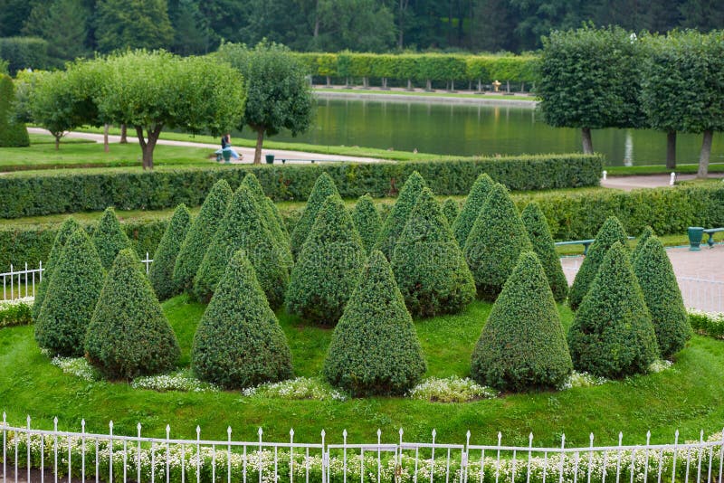 Triangle Shaped Topiary Green Trees of Juniper in Museum Reserve of ...