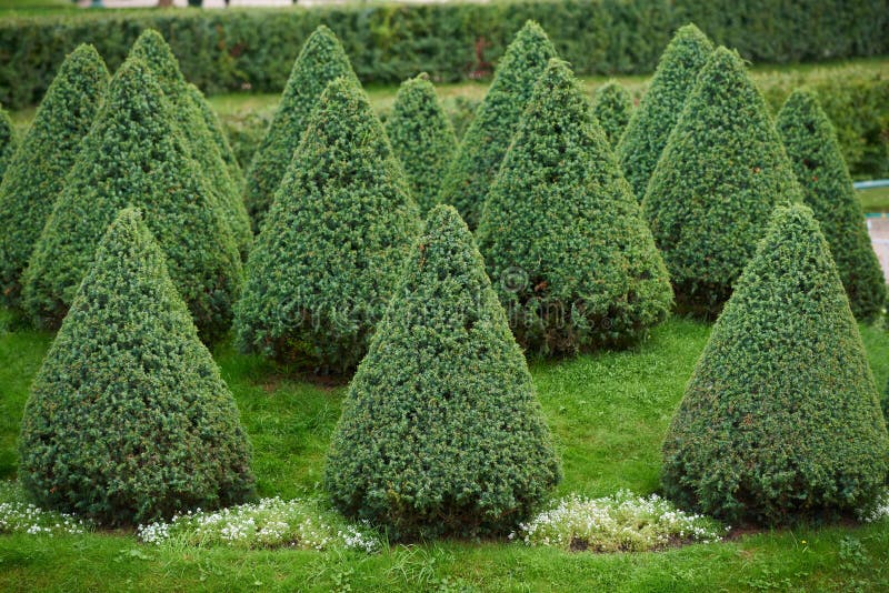 Triangle Shaped Trees of Juniper in Formal Garden Stock Photo - Image ...