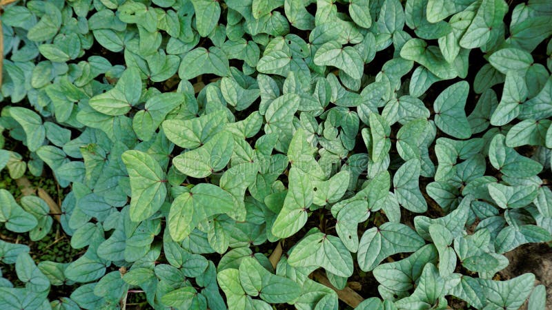 Triangle Shaped Twin Leaf Natural Background Pattern Image. Rare Plant ...