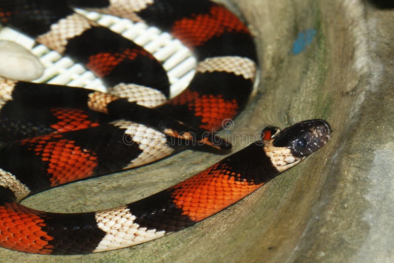 Triangle snake in water stock image. Image of rain, borneo - 124538139