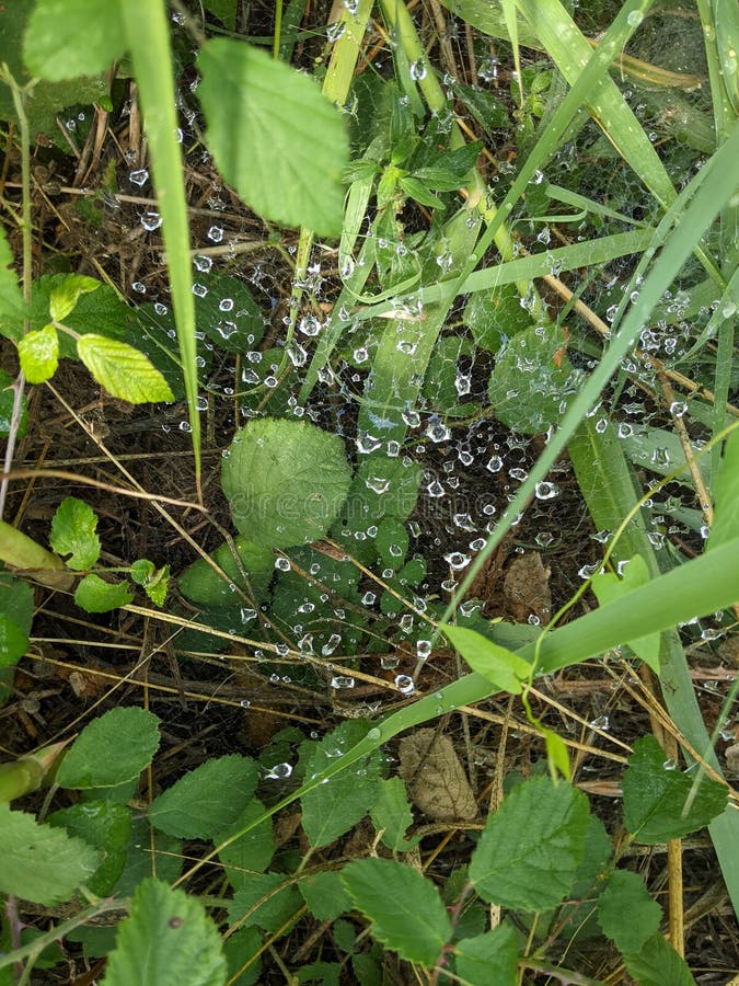 Triangle Spider Web with Water Drops Top View Stock Photo - Image of ...
