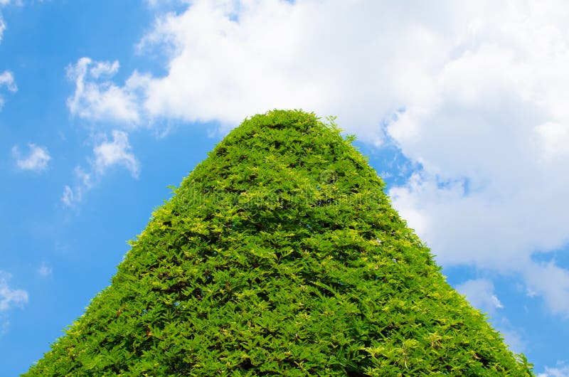 Triangle Fig Tree Ficus Triangularis Bonsai Tree Stock Image - Image of ...
