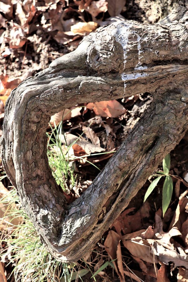 The triangle tree stock photo. Image of botanical, royal - 91561756