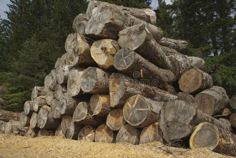 Triangle of tree trunks stock photo. Image of trunks - 45495584