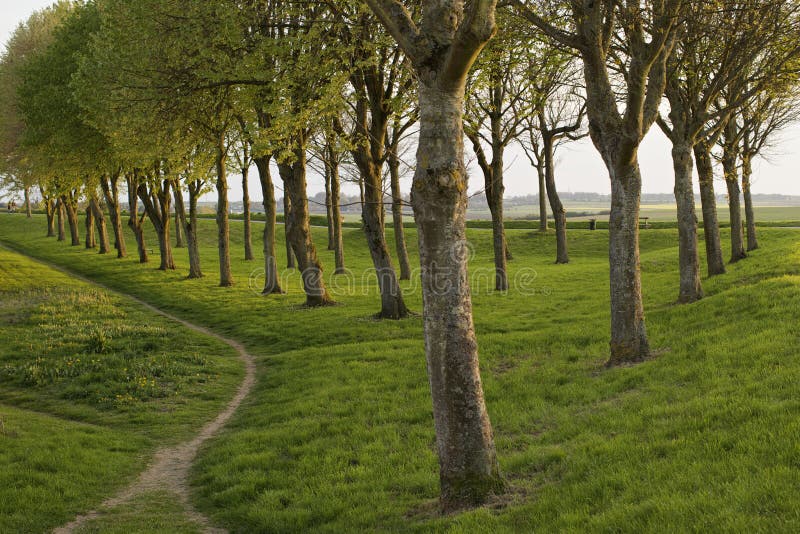 Triangle of trees stock photo. Image of triangle, sunset - 45414300
