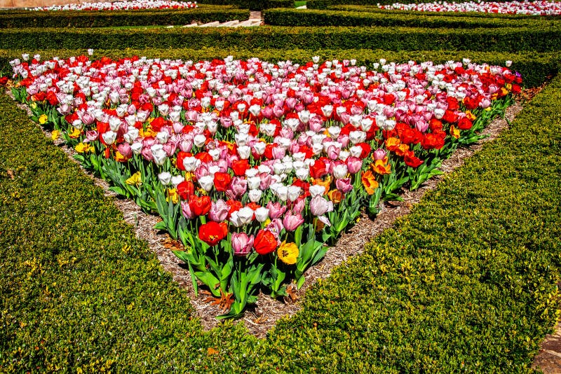 Triangle of Tulips in Full Bloom Surrounded by Trimmed Hedges in Formal ...