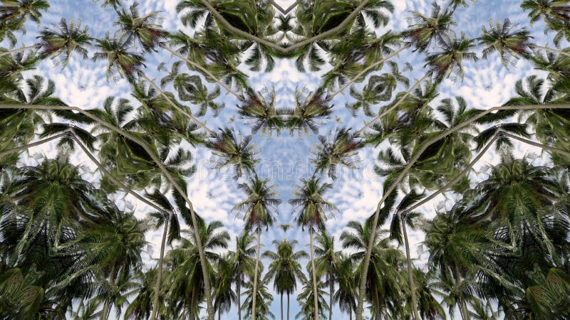 Triangle View of Coconut Tree in Triangle 4k View Stock Video - Video ...