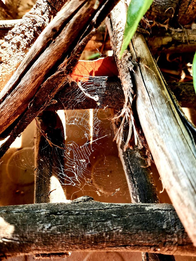 Triangle of webs stock image. Image of leaf, spider - 393597685