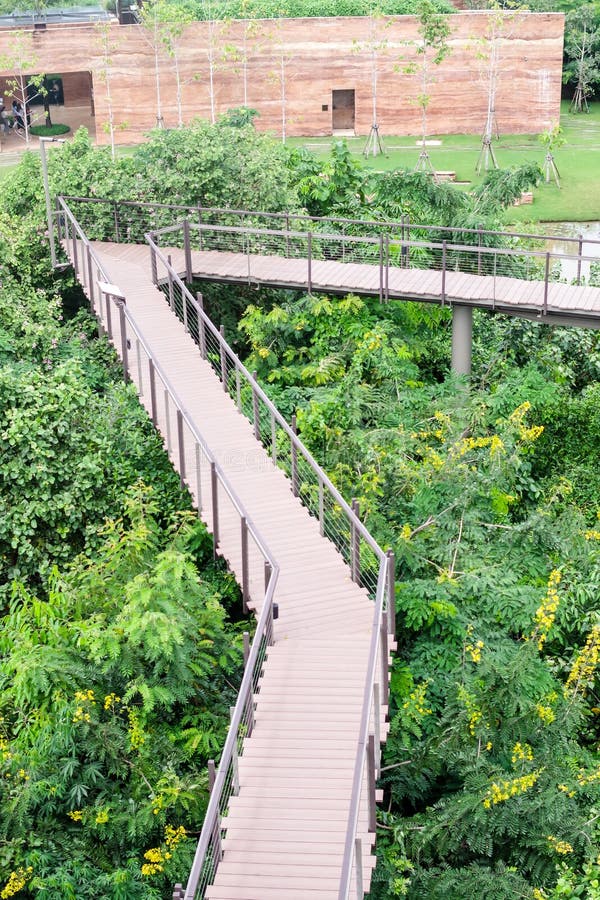 Triangle Wood Walk Path Bridge Above the Rain Forest Stock Photo ...