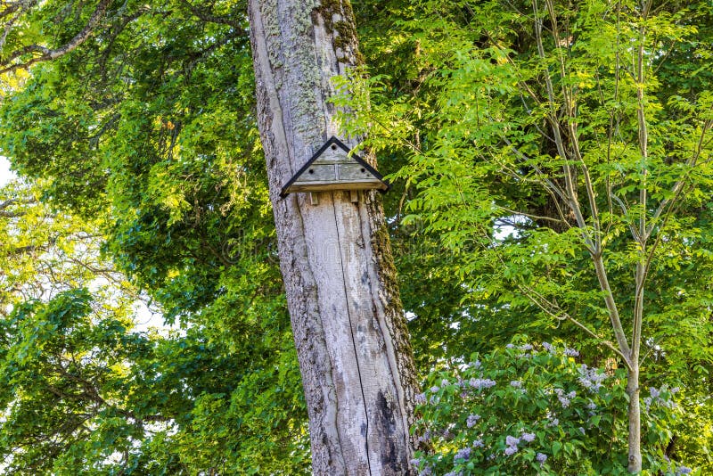Triangular Birdhouse on a Moss-covered Tree Trunk with Peeling Bark in ...