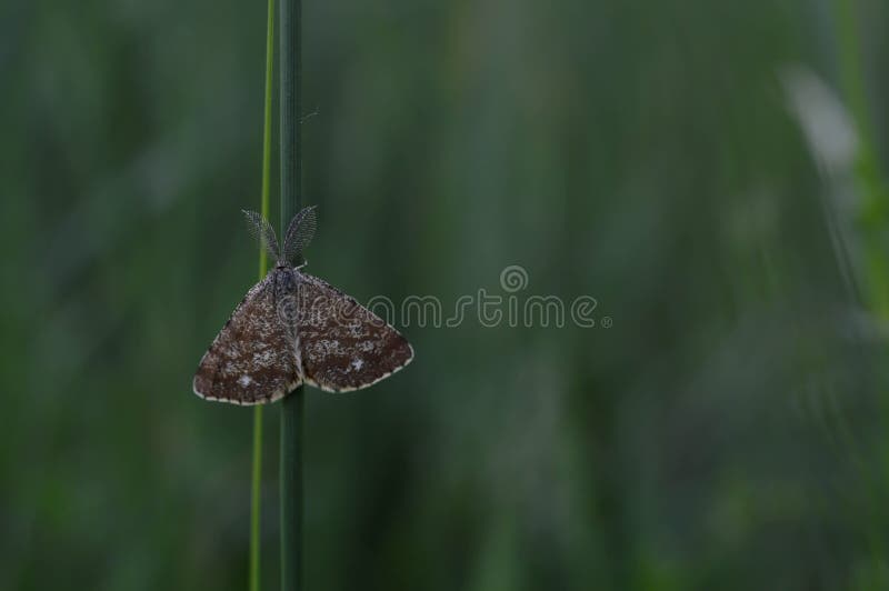 Triangular Brown Moth on a Plant Stock Photo - Image of close, wildlife ...