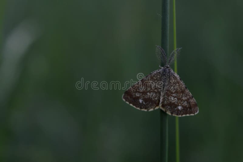 Triangular Brown Moth on a Plant Stock Photo - Image of brown, close ...