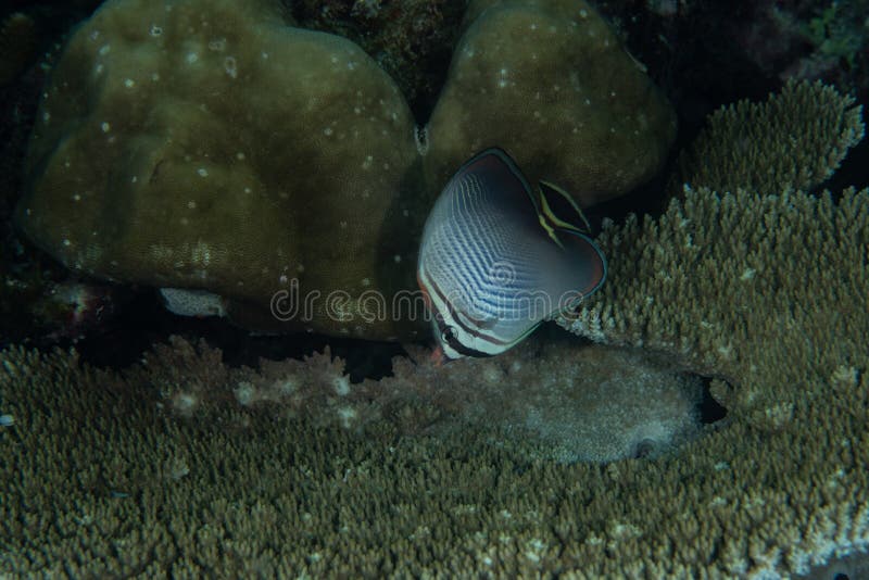 Chaetodon Triangulum Stock Photos - Free & Royalty-Free Stock Photos ...