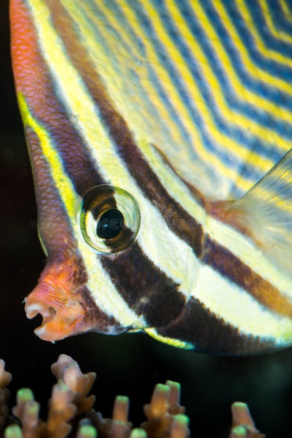 Triangular Butterflyfish Head Closeup Stock Photo - Image of anilao ...
