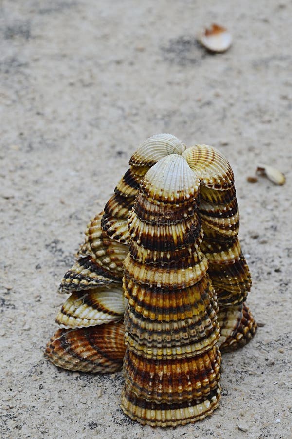 Triangular Decorative Pyramid Made of Mollusc Seashells on Concrete ...