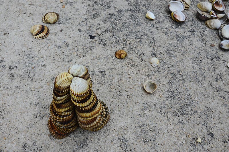 Triangular Decorative Pyramid Made of Mollusc Seashells on Concrete ...