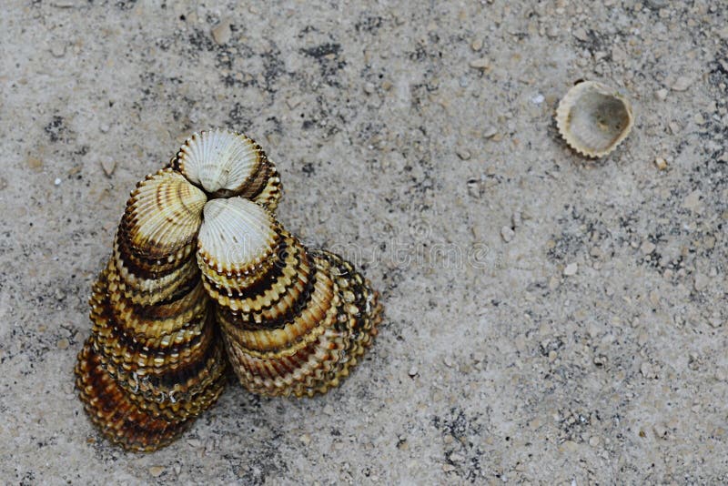 Triangular Decorative Pyramid Made of Mollusc Seashells on Concrete ...