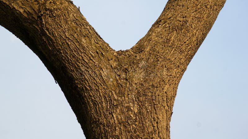 Triangular Diagram of a Large Tree. Close Up Image of a V Shaped Tree ...