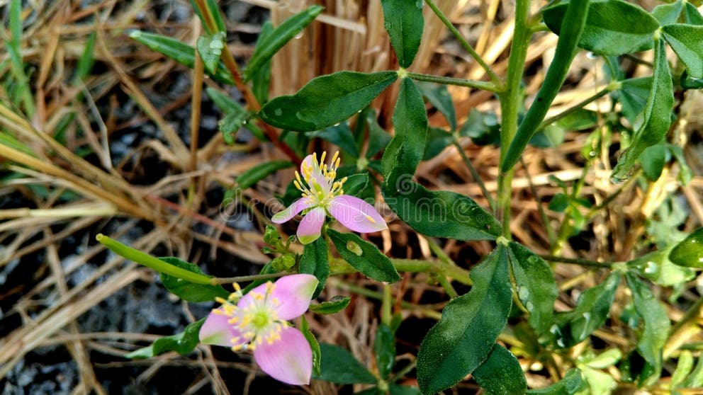 Triangular Flowers Bloom in the Morning after Rain Stock Photo - Image ...
