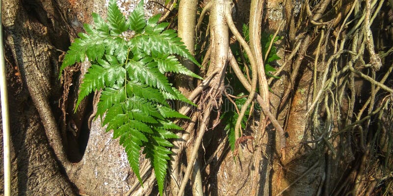 Triangular Green Leaves Grow on the Roots of the Banyan Tree ...