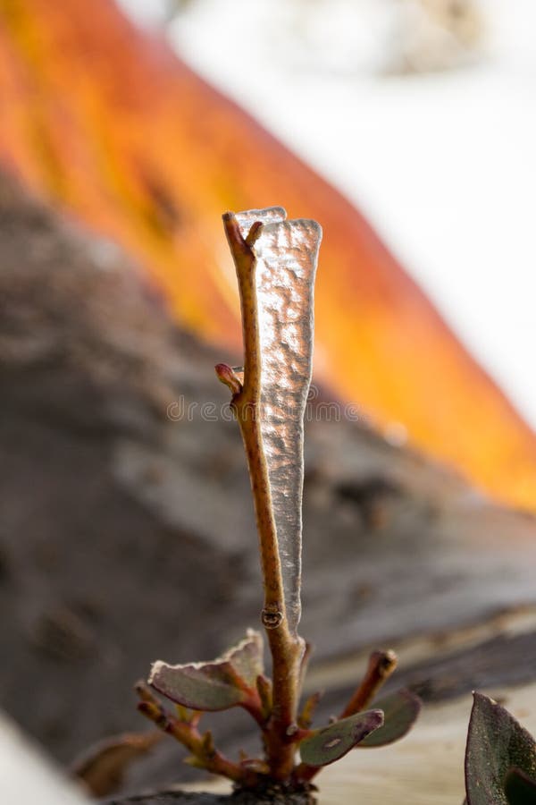 Triangular Icicle on Tree Twig (small Branch) Stock Photo - Image of ...
