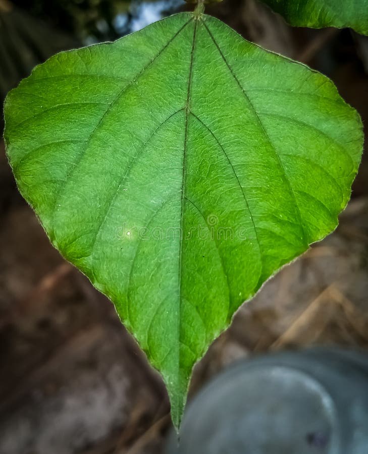 1,936 Triangular Leaves Stock Photos - Free & Royalty-Free Stock Photos ...