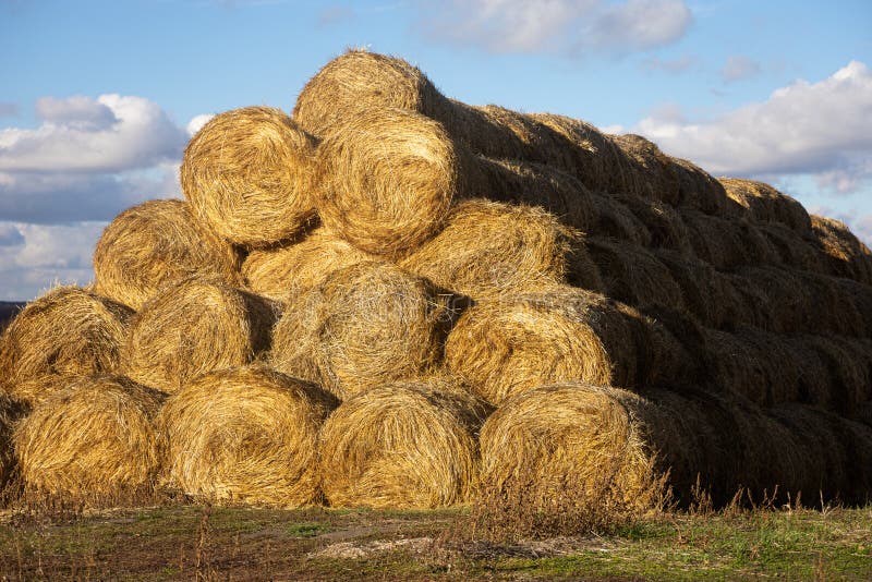 Triangular Pile of Rolled Hay Put on Each Other on Wet Ground Creating ...