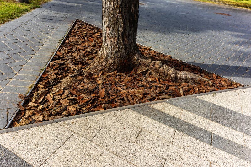 Triangular Protection Around a Tree Trunk in the City Stock Image ...