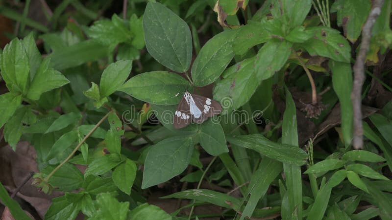 A Triangular Shape Black and White Moth Resting on Top of a Wild Leaf ...
