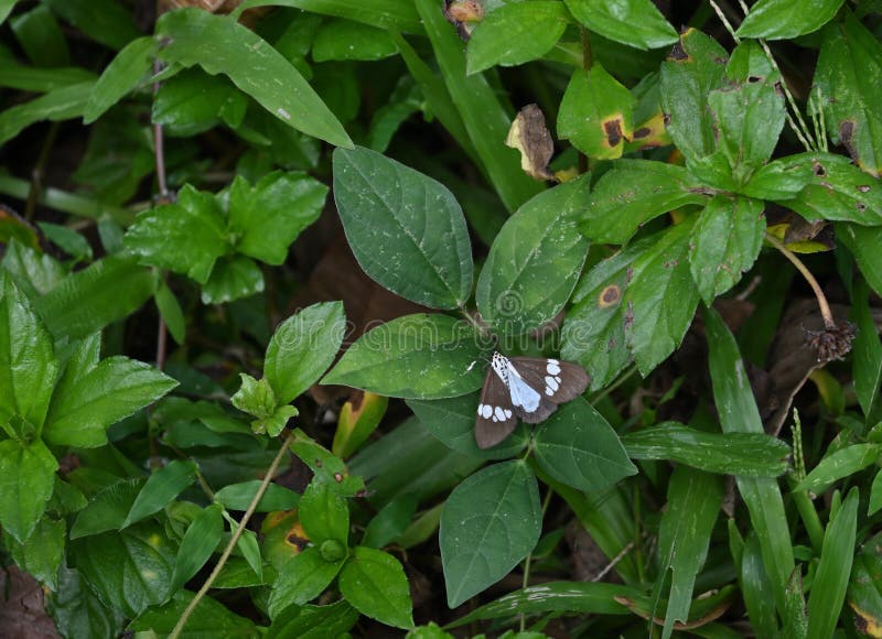 A Triangular Shaped Black and White Moth is Resting on Top of a Leaf ...