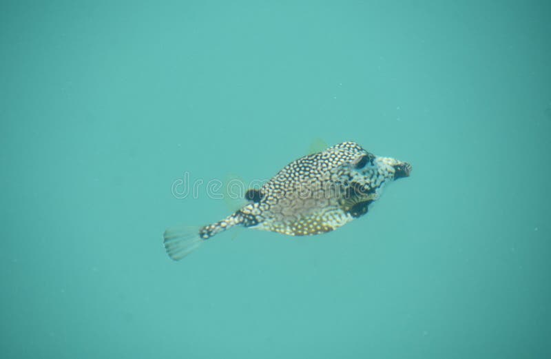 Triangular Shaped Puffer Fish in the Tropics Stock Image - Image of ...
