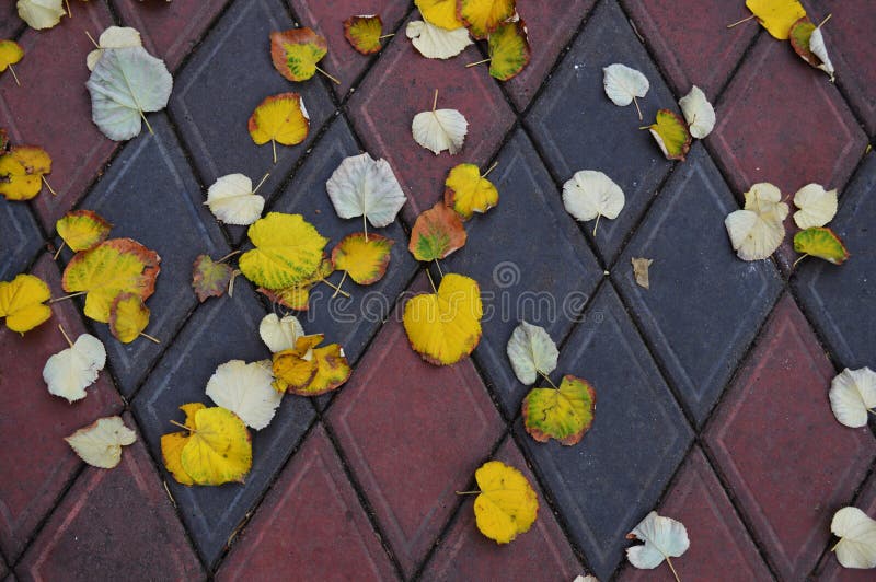 Triangular Stone Pavement Texture Background with Autumn Leaves Stock ...