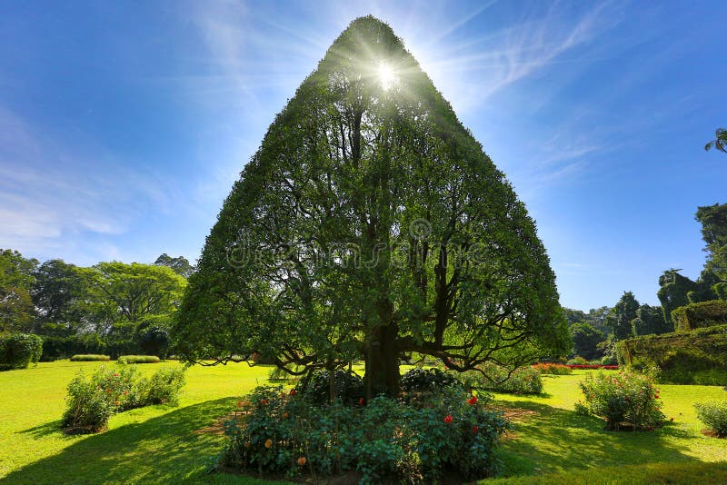 Triangular tree stock image. Image of tiangular, brunch - 37680407