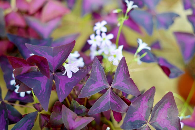 Oxalis Triangularis Flor Planta Interior Con Hojas Triangulares Moradas ...