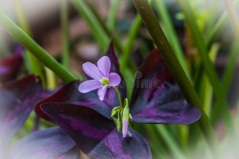 Triangularis De Oxalis, Comúnmente Llamados Flor Falsa Del Trébol ...