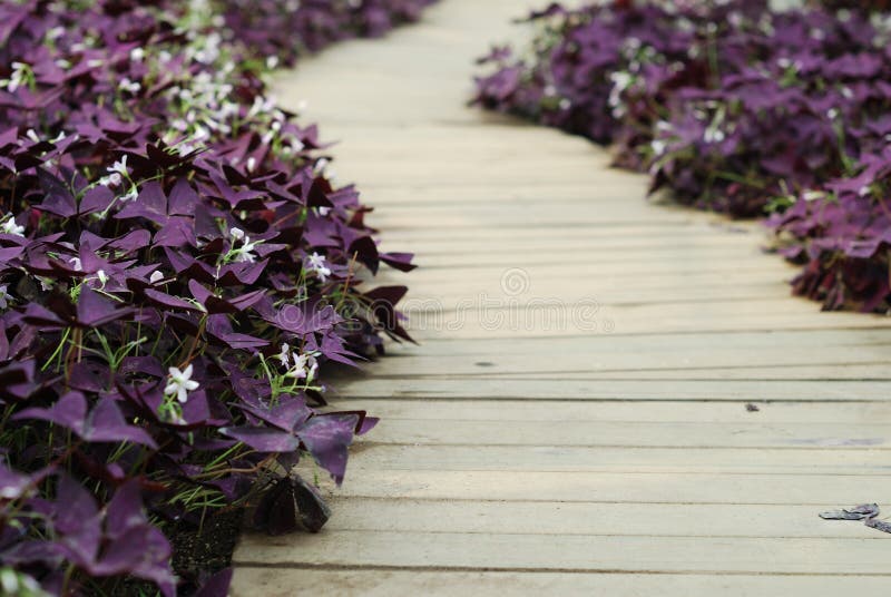 Triangularis De Oxalis Da Flor (trevo Roxo) Foto de Stock - Imagem de ...
