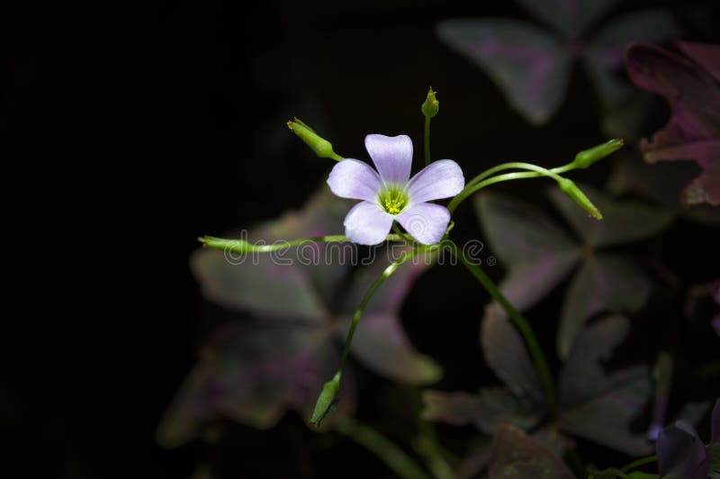 Triangularis De Oxalis De La Flor Foto de archivo - Imagen de hoja ...