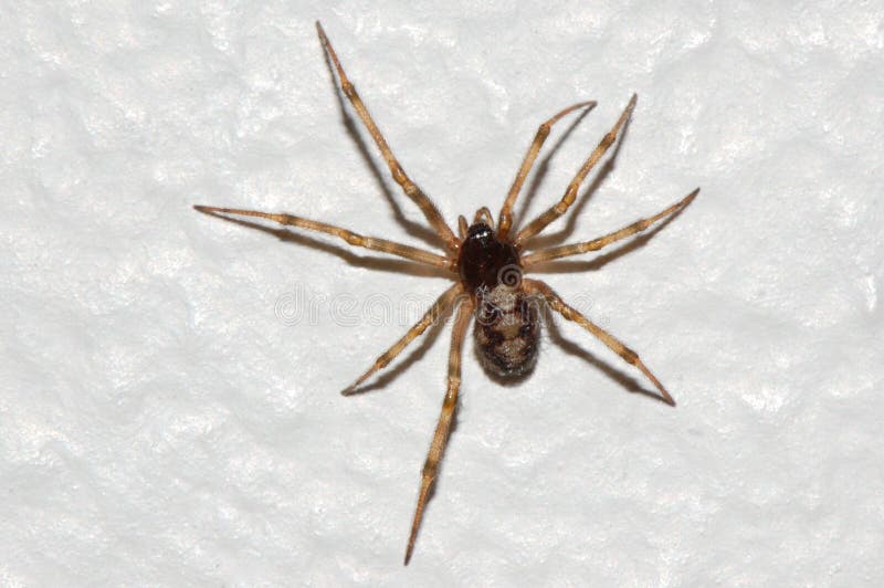 Triangulate Cobweb Spider, Steatoda Triangulosa Stock Image - Image of ...