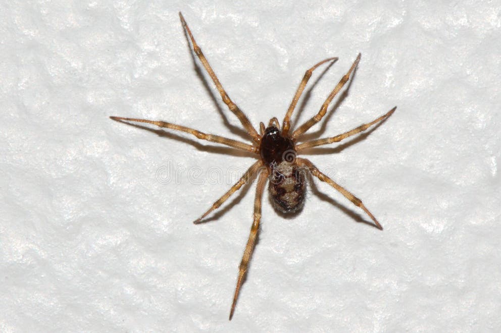 Triangulate Cobweb Spider, Steatoda Triangulosa Stock Image - Image of ...