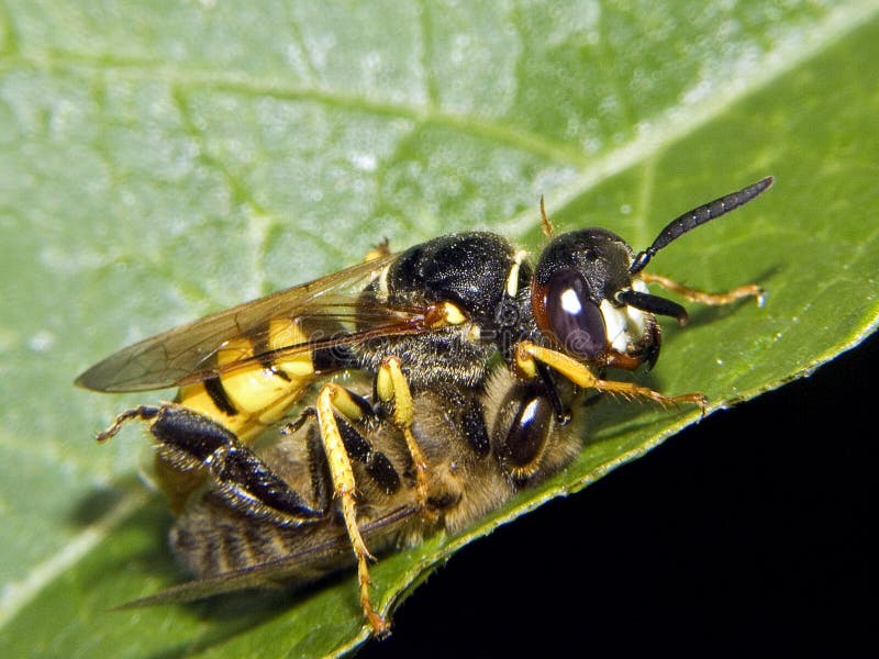 Triangulum di Philanthus fotografia stock. Immagine di predatore - 3178640