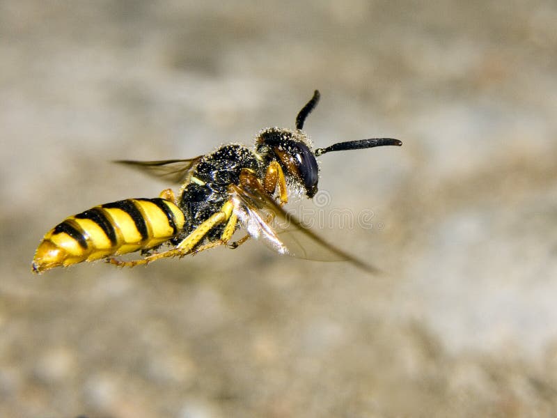Triangulum van Philanthus stock afbeelding. Image of driehoek - 3178627