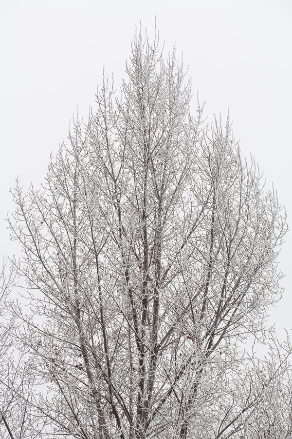 Trianlge Shaped Detailed Tree Covered with Snow and Ice Stock Image ...