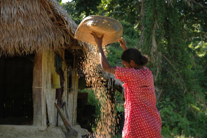 Tribal woman working editorial photo. Image of lifestyle - 64074396