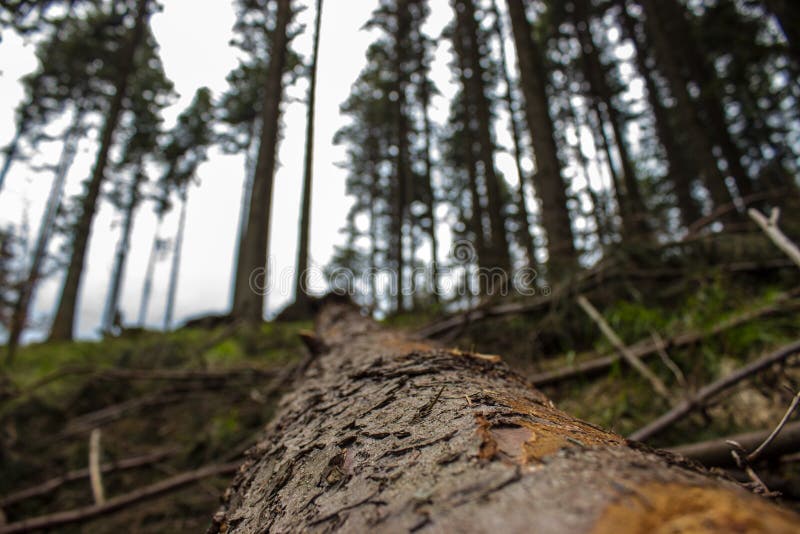 A tribe of tree. stock photo. Image of nature, plank - 92329490
