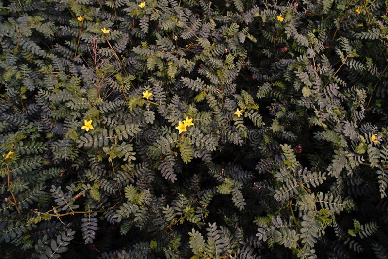 Devil`s-weed, Puncture Vine,puncturevine,tackweed.;invasive Broadleave ...