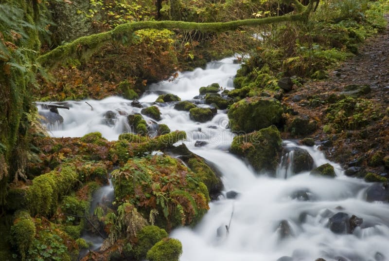 A Tributary River In The Columbia River Gorge Picture. Image: 7838423