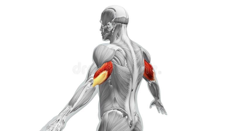 Anatomy of the Triceps Muscles Stock Illustration - Illustration of ...