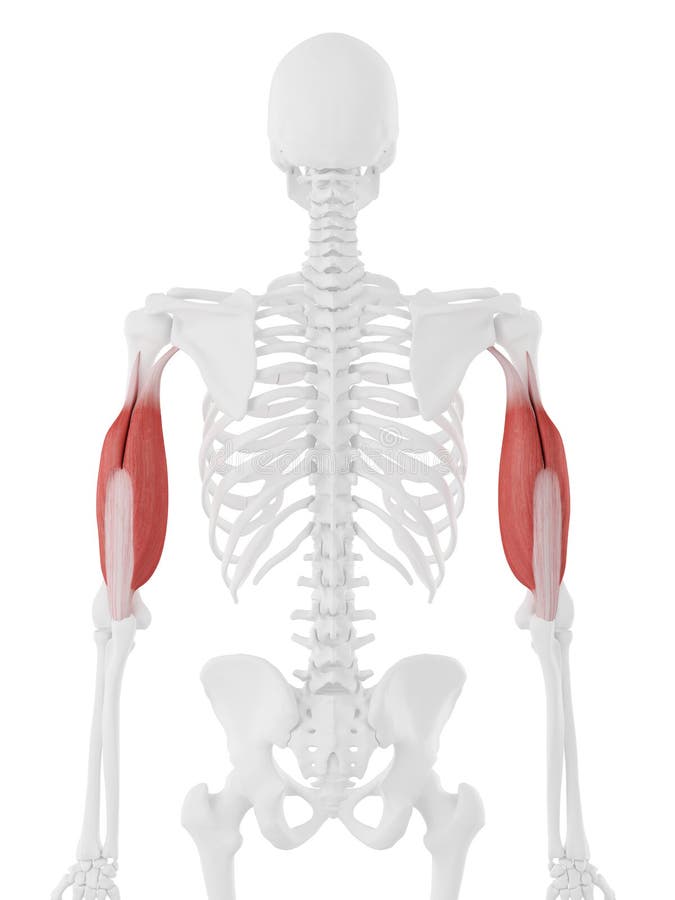 The Triceps stock illustration. Illustration of diagram - 141758853