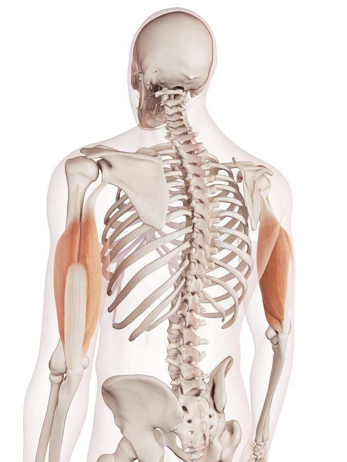 Anatomy, Transparant Muscles with Skeleton. Stock Illustration ...