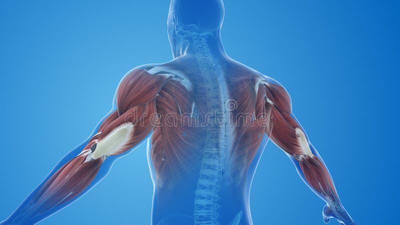 Triceps Muscle Pain and Injury Stock Photo - Image of strength, graphic ...